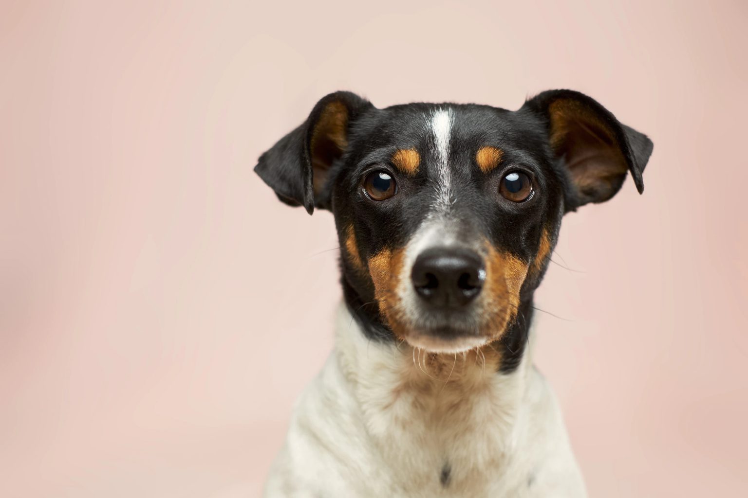 VetPartners Ireland | Founded by Vets. For Vets.