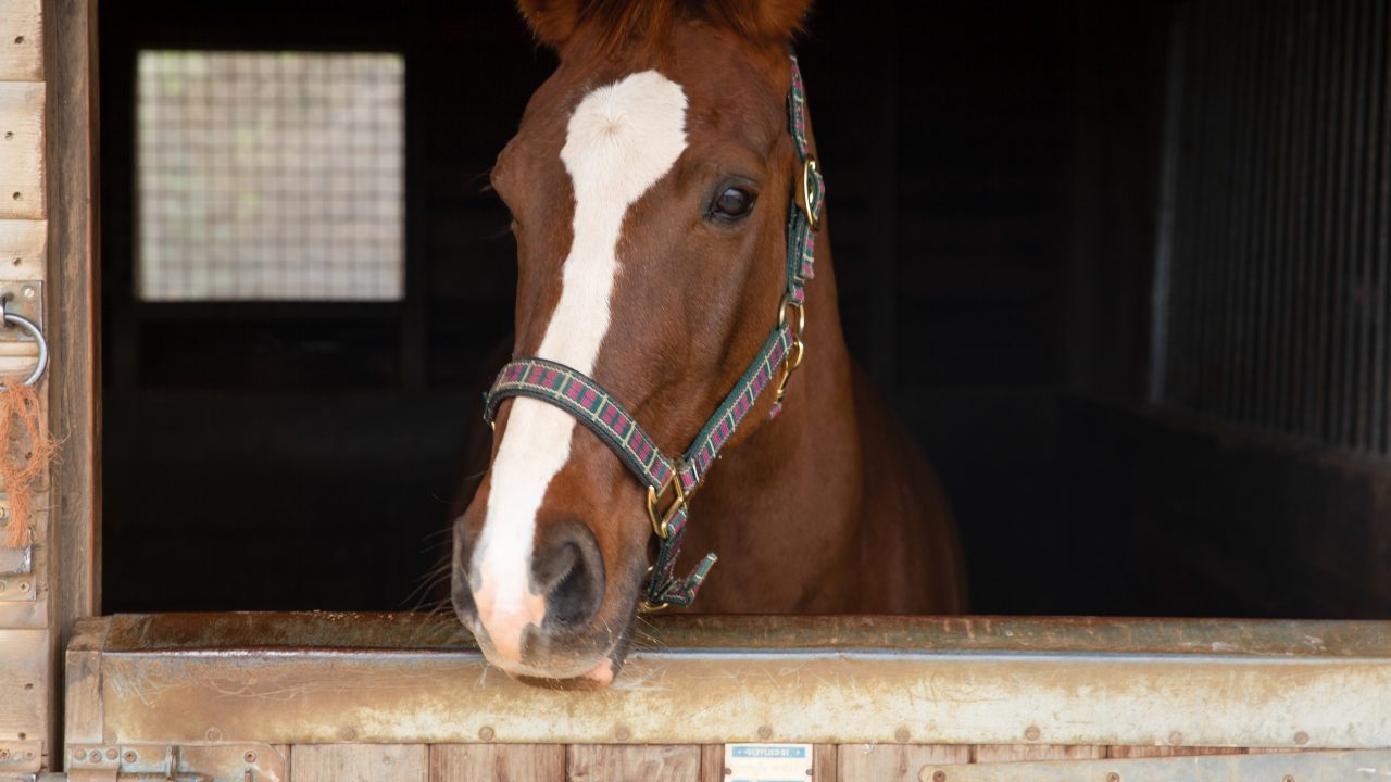 About us | VetPartners Ireland