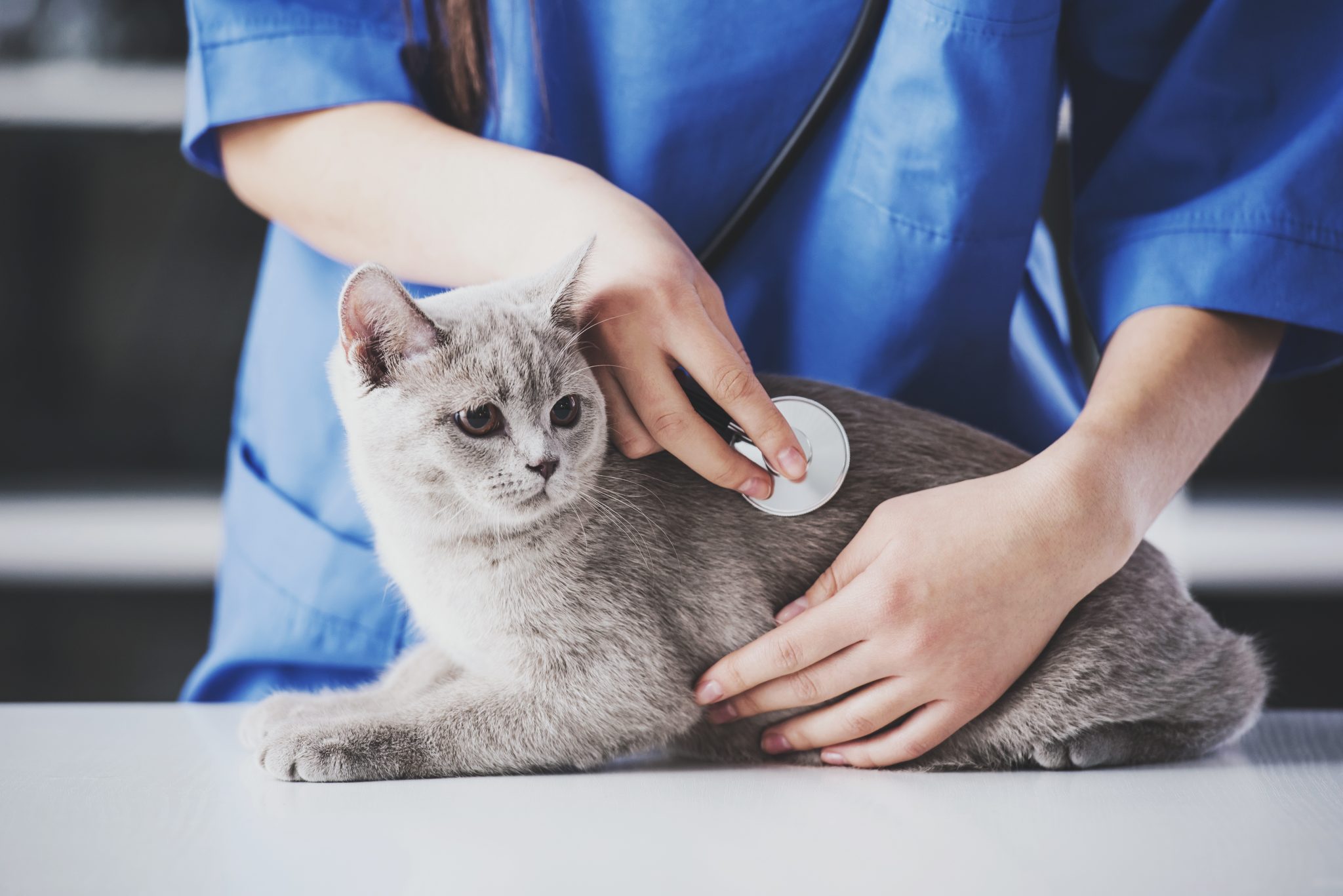 Veterinary Careers | VetPartners Ireland