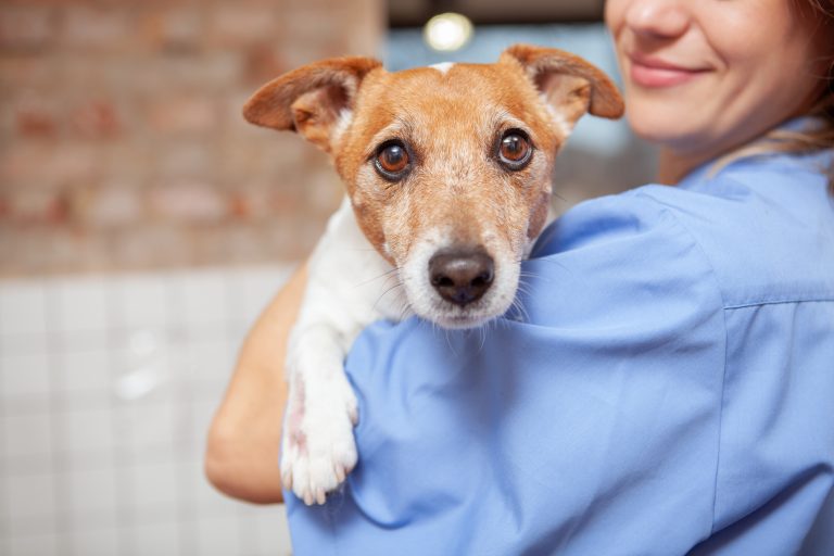 About us | VetPartners Ireland