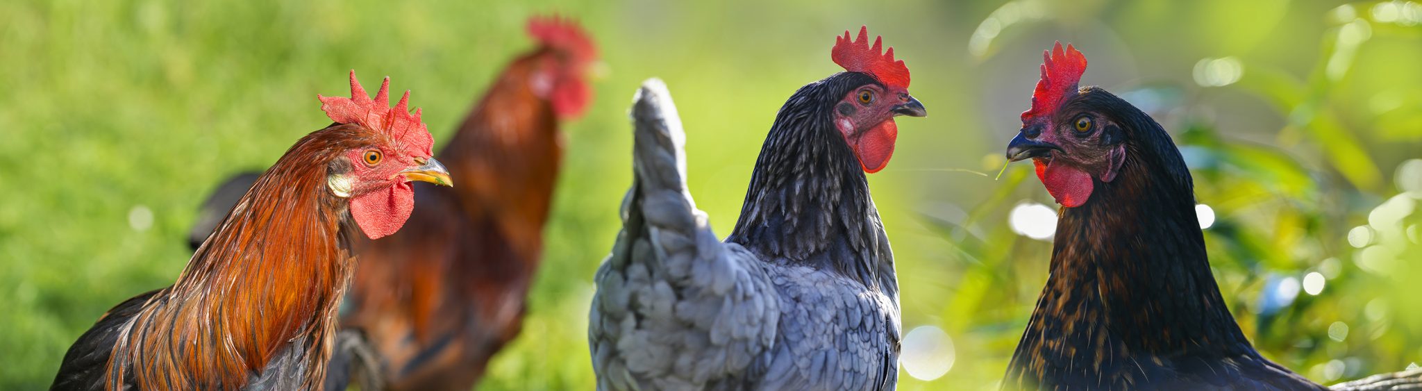 About us | VetPartners Ireland
