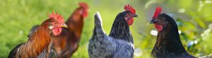 About us | VetPartners Ireland