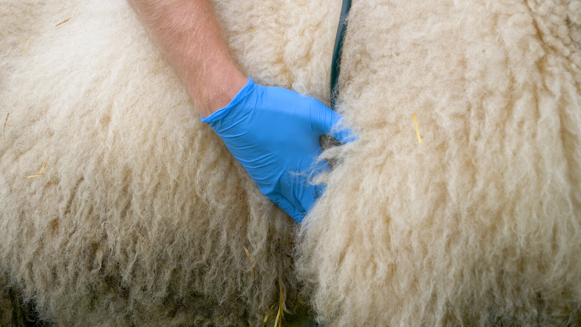 About us | VetPartners Ireland