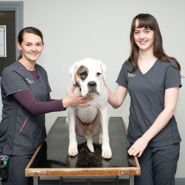 VetPartners Ireland | Founded by Vets. For Vets.